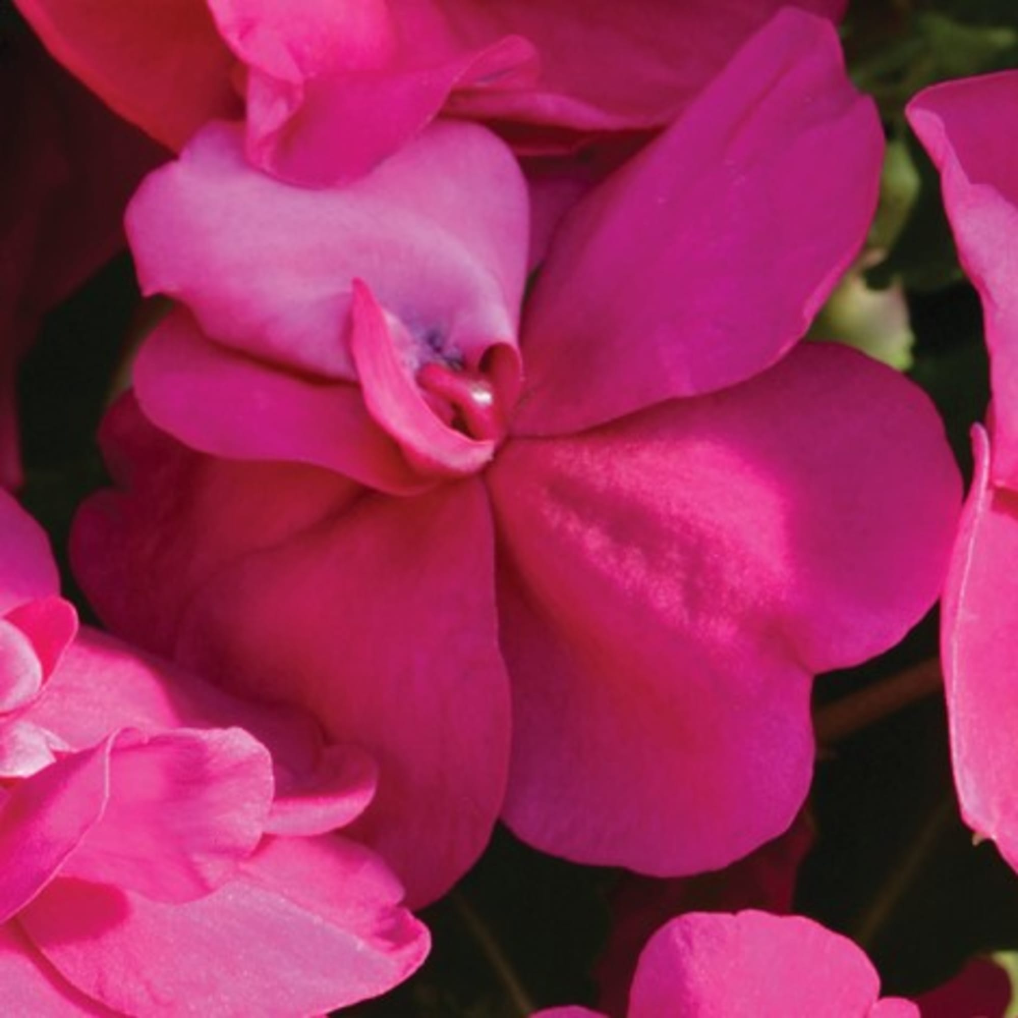 Athena Bright Purple | Syngenta Flowers