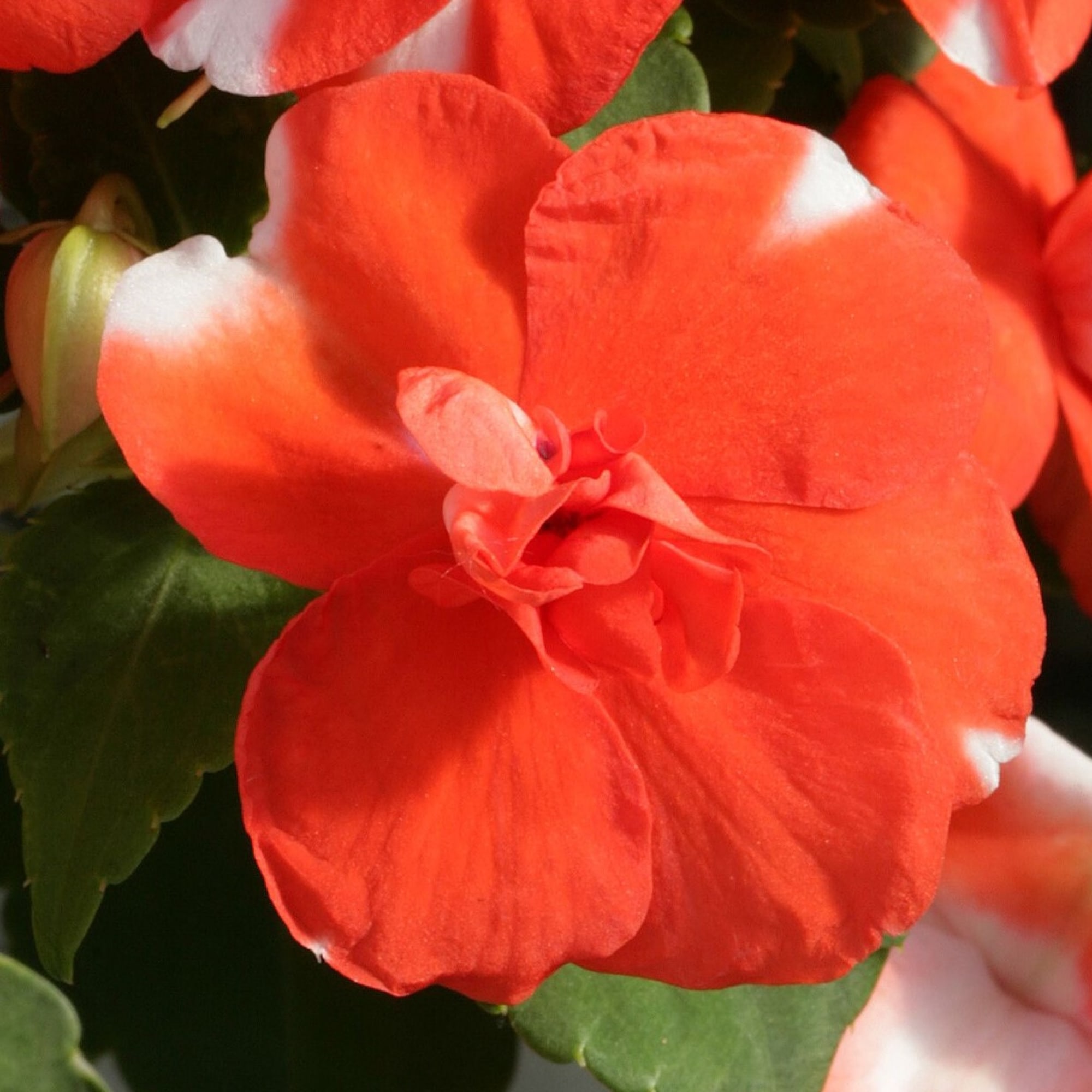 Athena Orange Flash | Syngenta Flowers