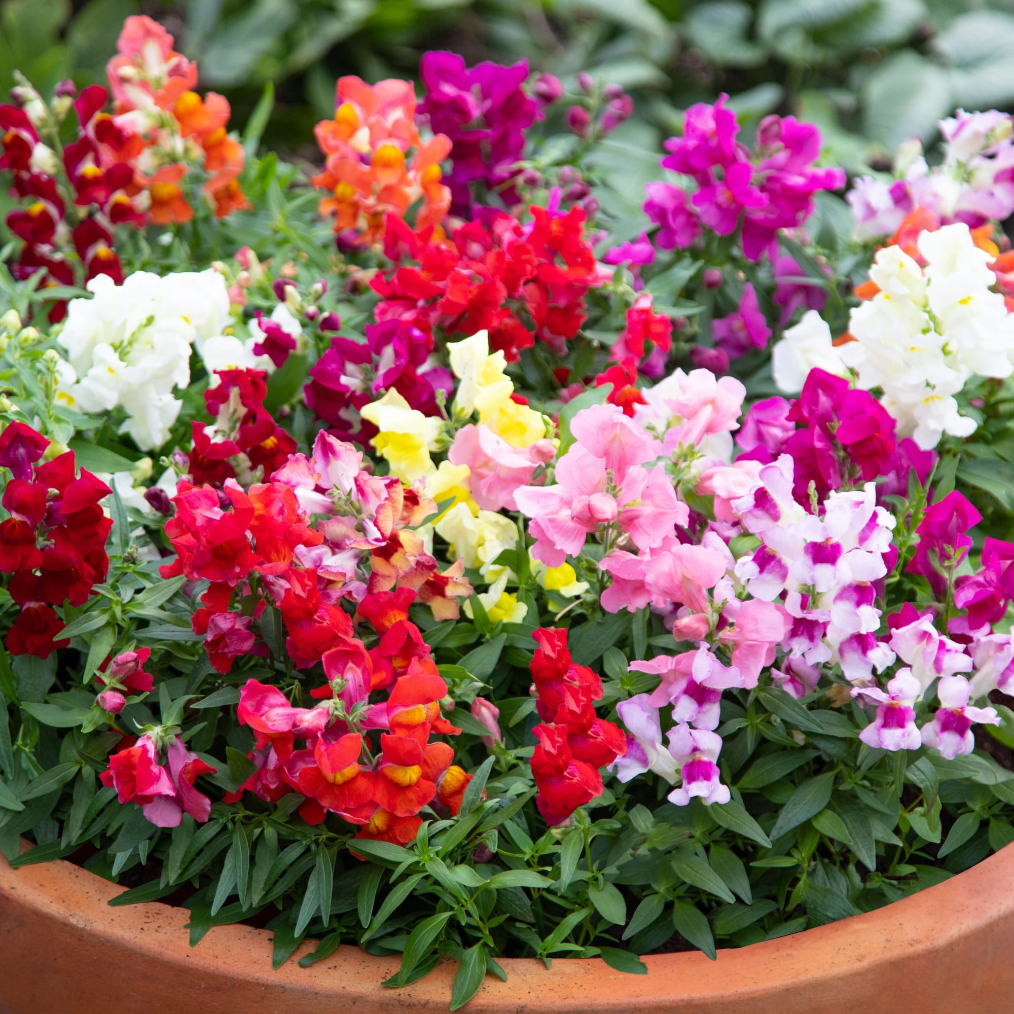 Crackle & Pop Orange Bicolor | Syngenta Flowers