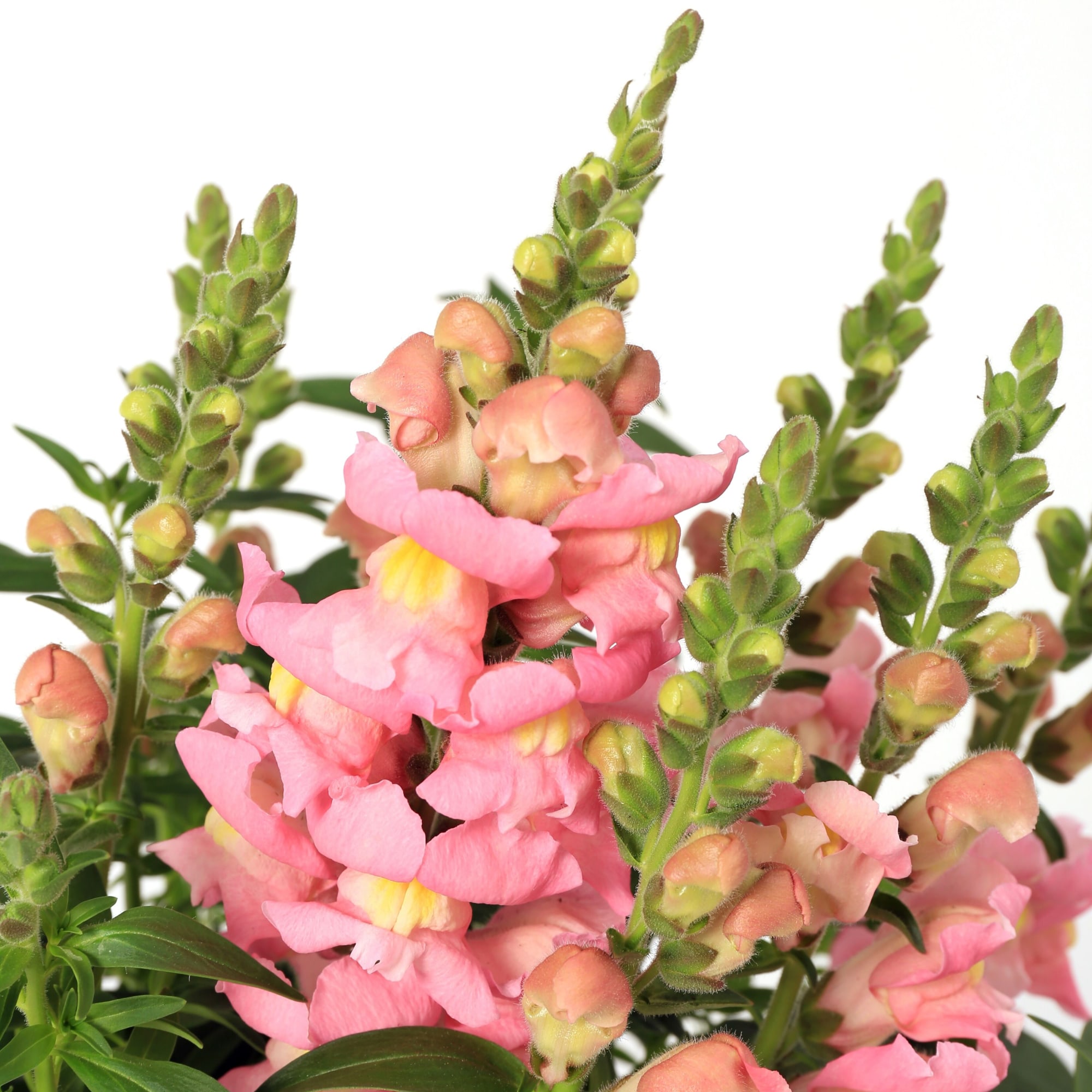Snaptastic Scarlet Orange | Syngenta Flowers
