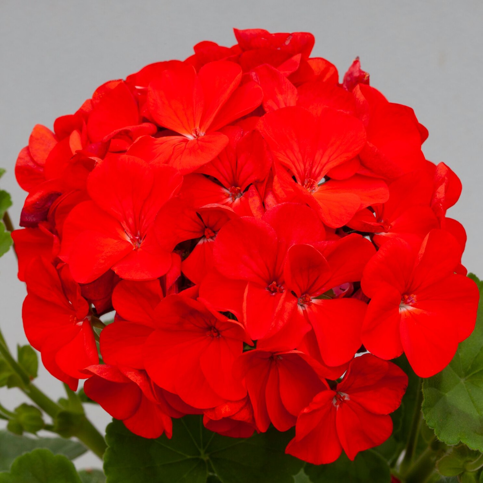 Inspire Red | Syngenta Flowers