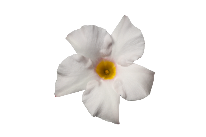 Rio Flowers