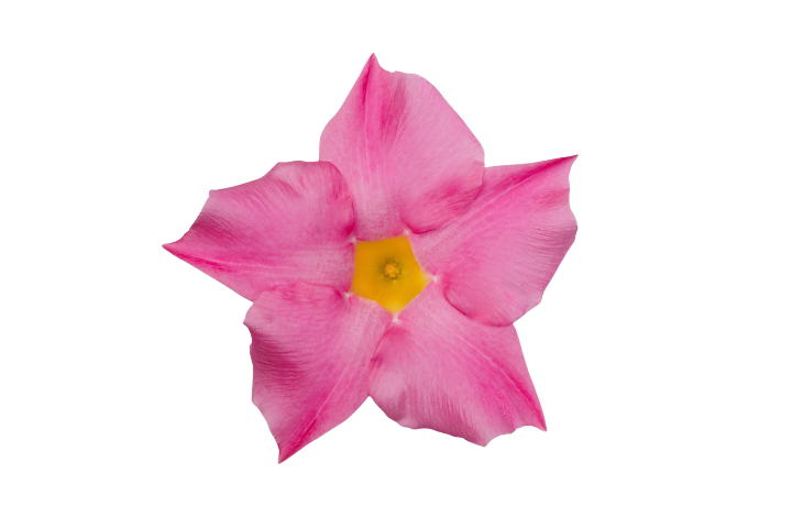 Rio Flowers