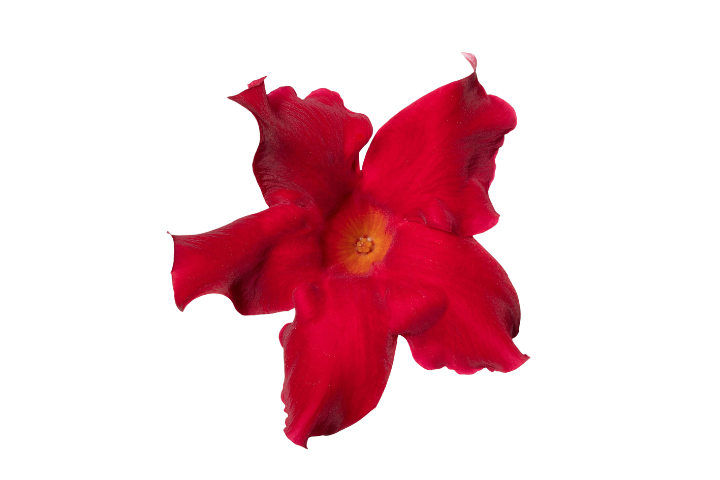 Rio Flowers