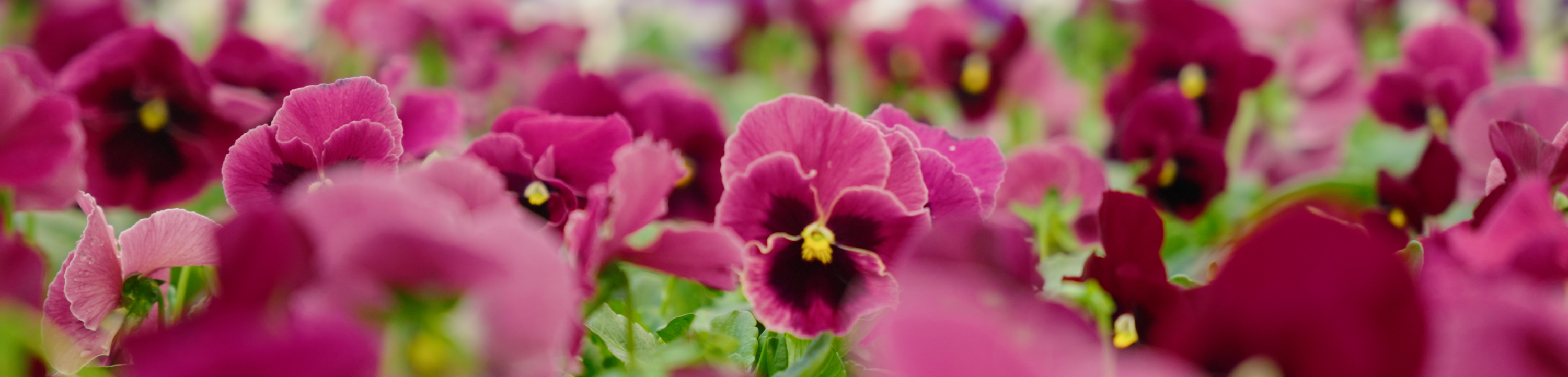 Delta Pro Purple White has one of the most beautiful flowers | Syngenta ...