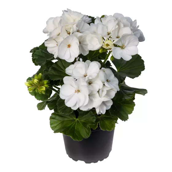 Mojo White | Syngenta Flowers