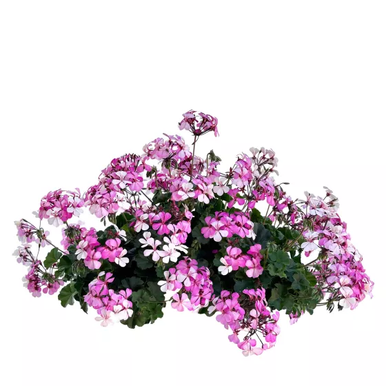 Calliope® Landscape Rock'n Rose | Syngenta Flowers