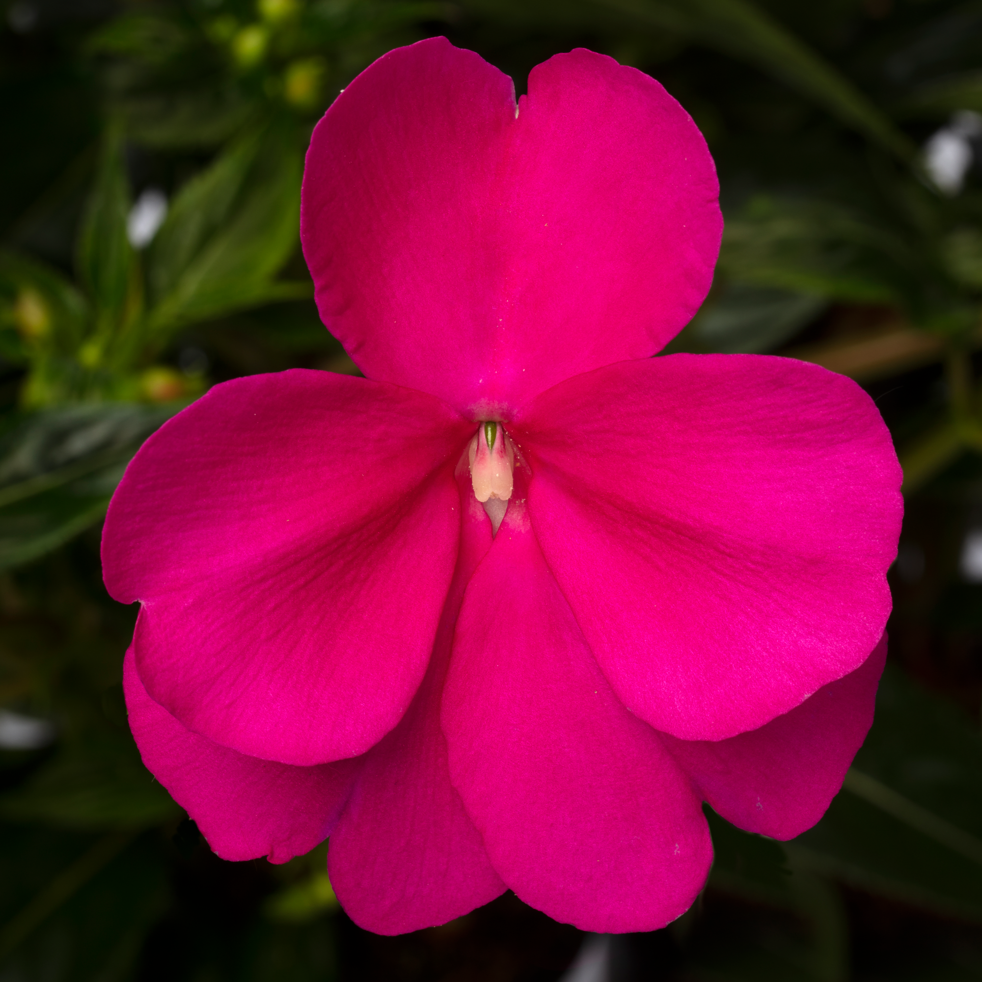 Flower High Resolution