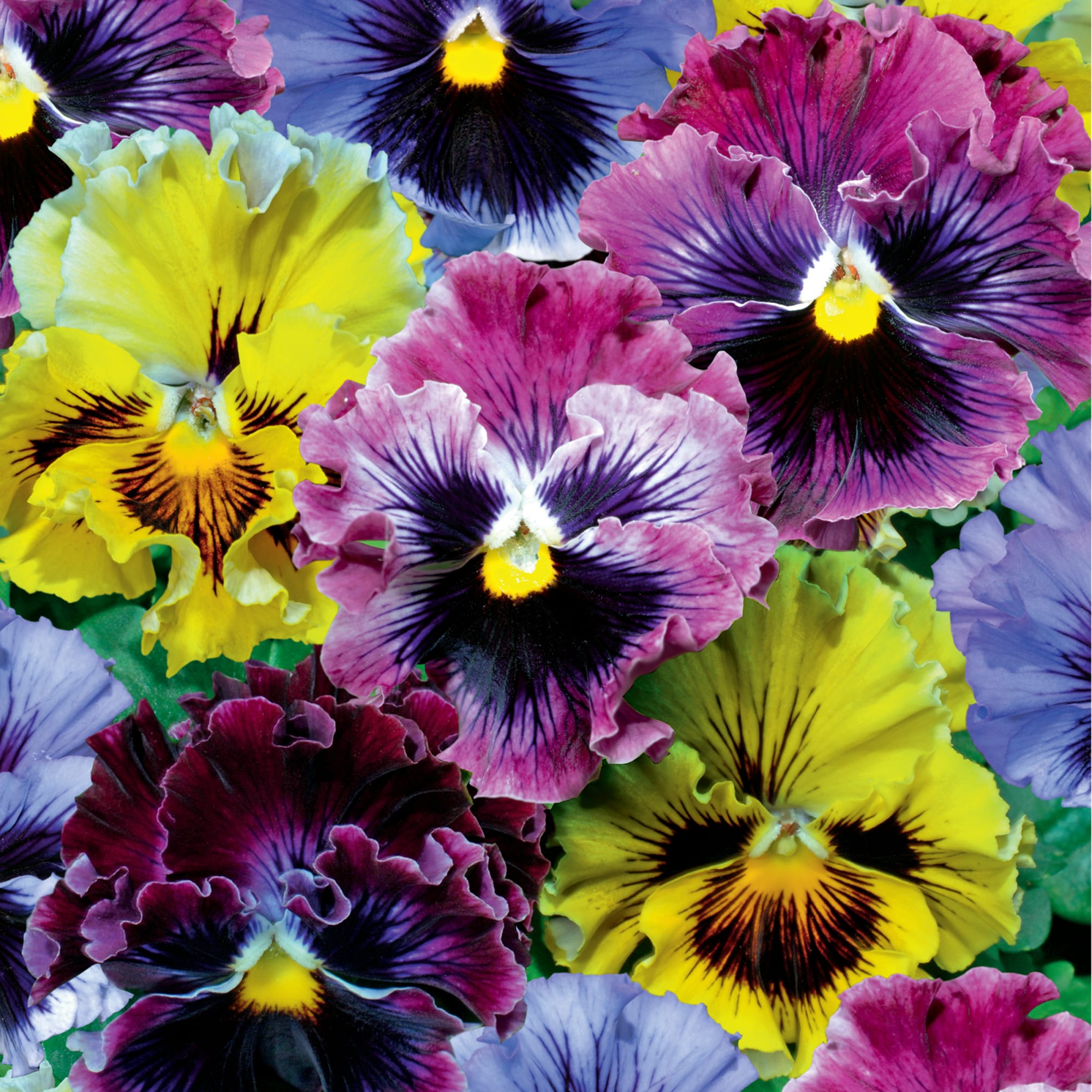 Frizzle Sizzle Formula Mix | Syngenta Flowers