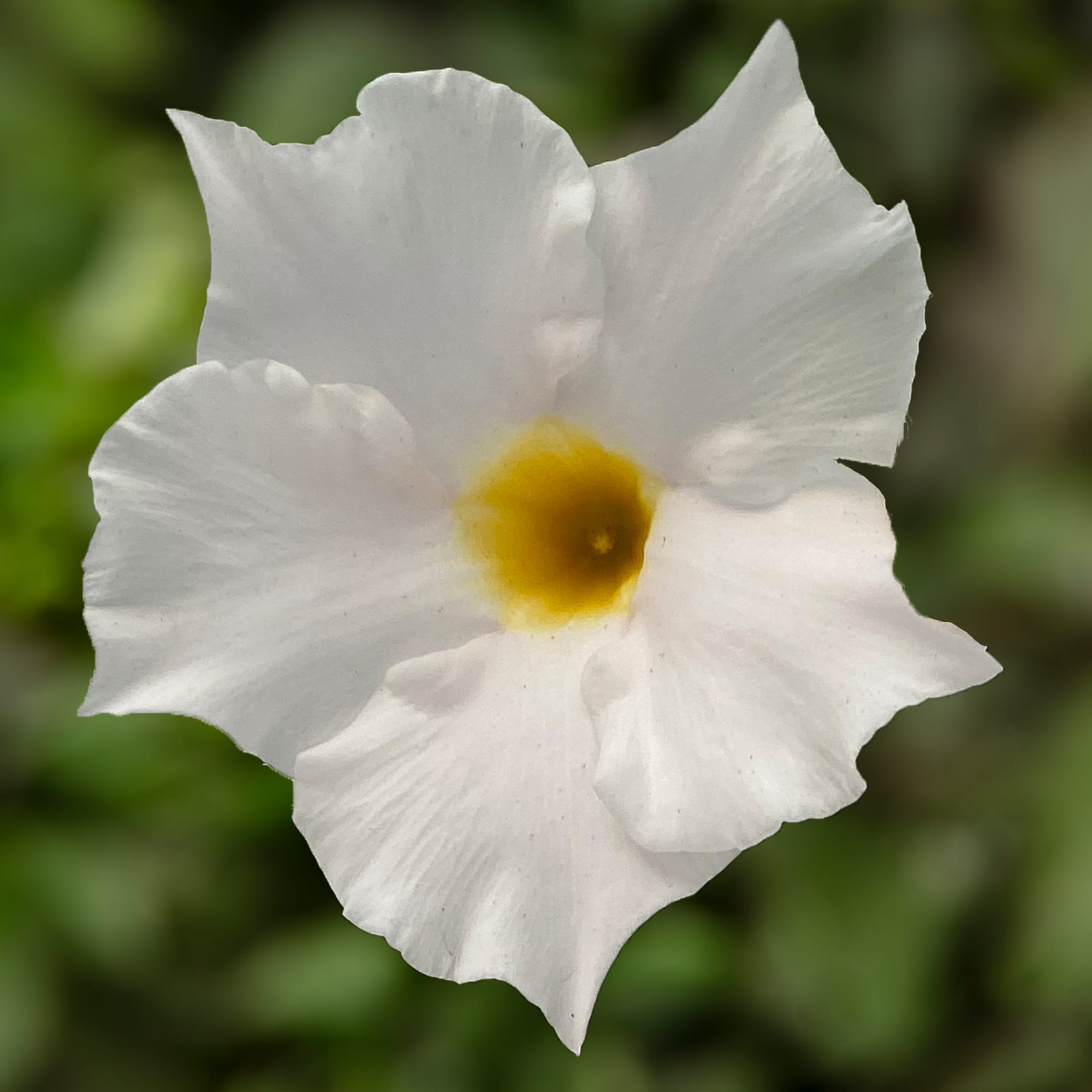Rio® Petite White | Syngenta Flowers