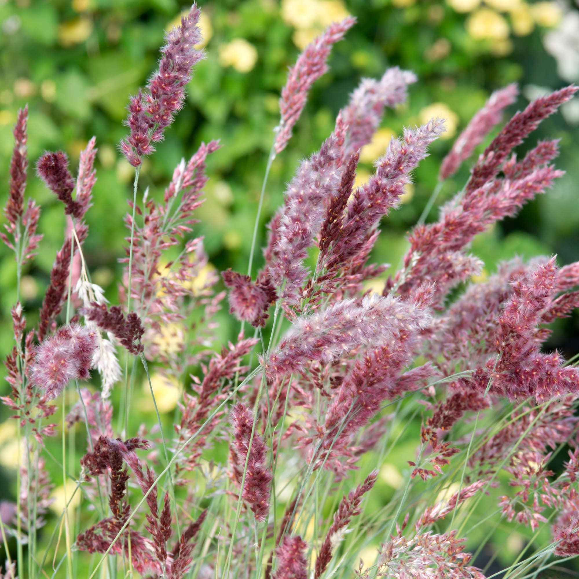 Karoo Queen | Syngenta Flowers