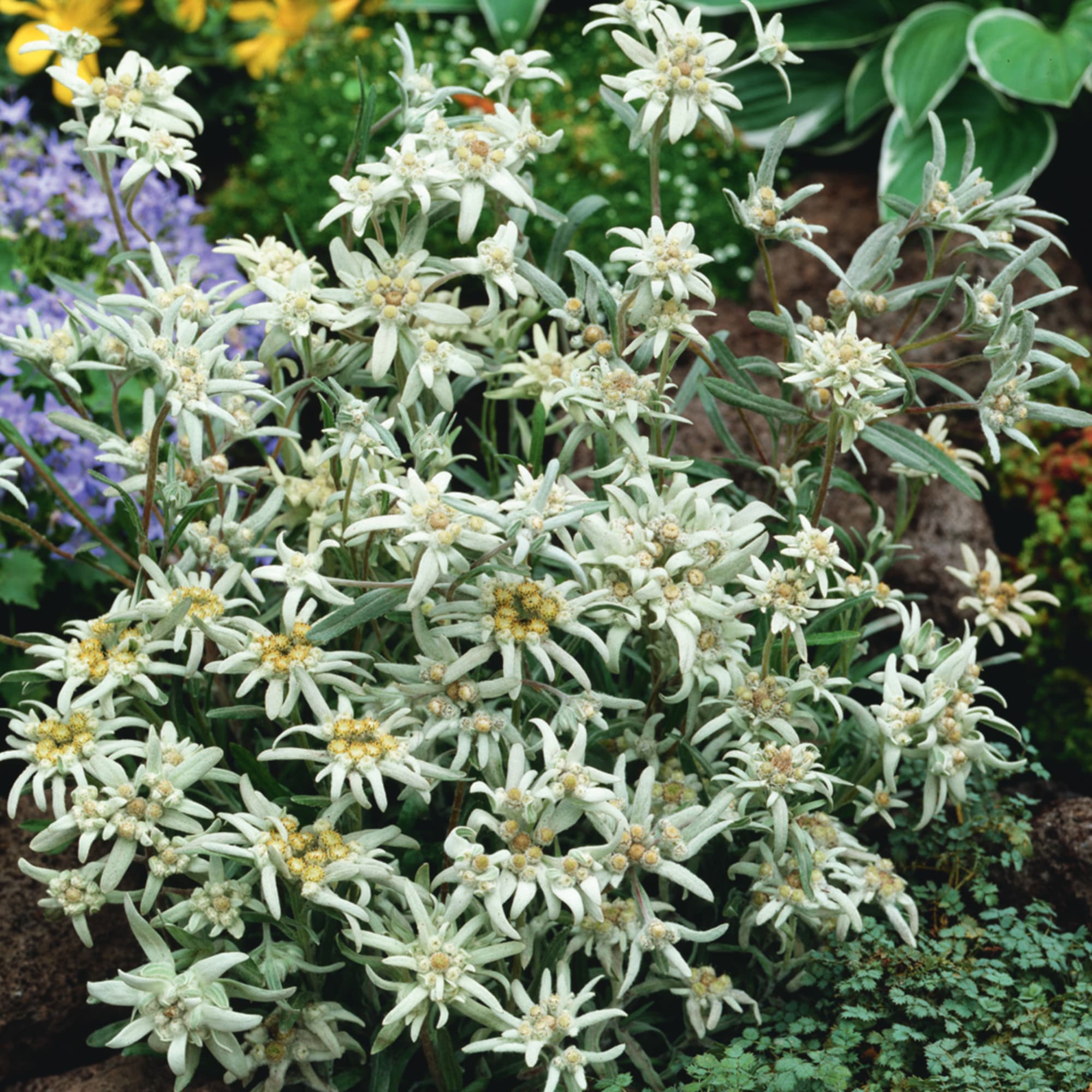 Everest® | Syngenta Flowers
