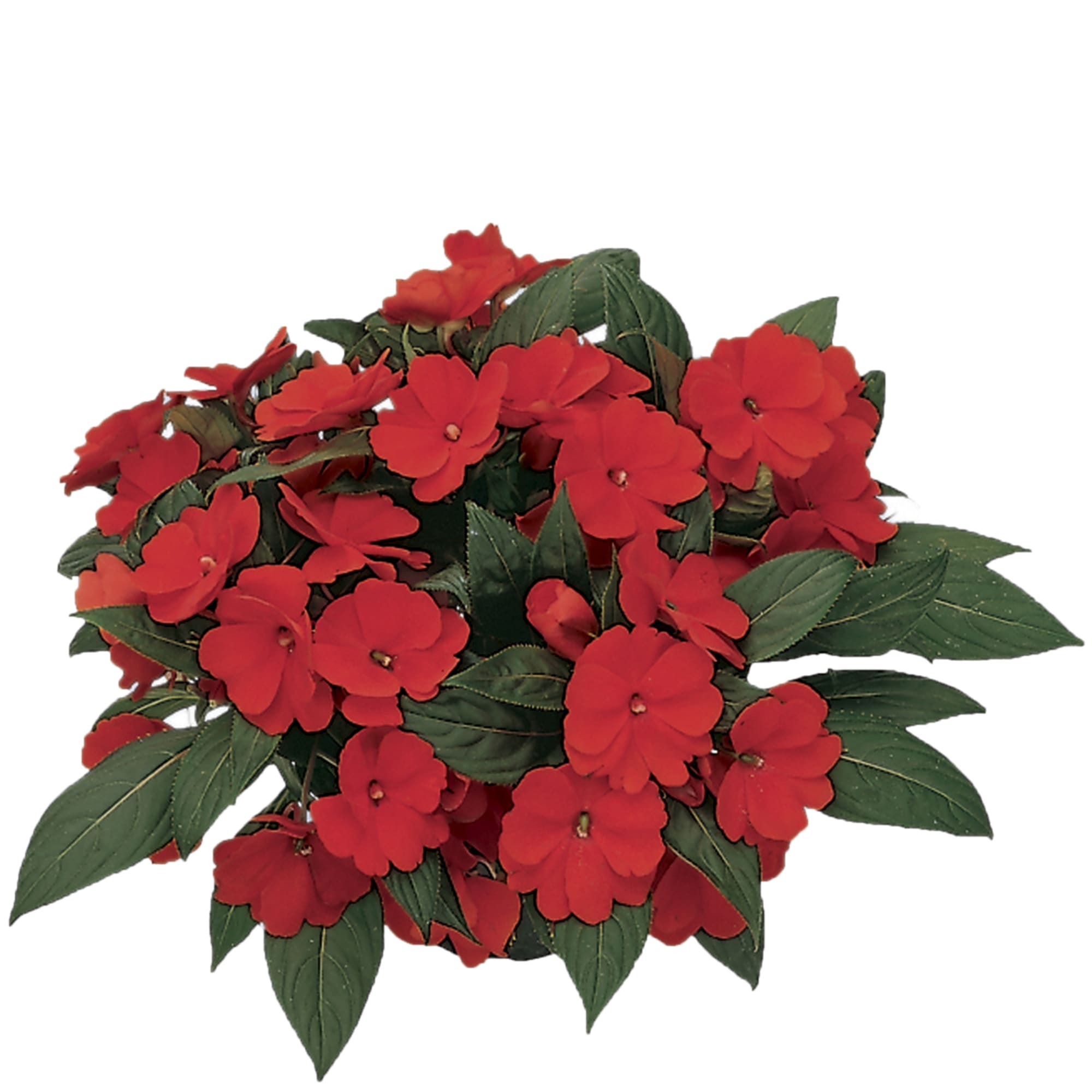 Paradise Timor | Syngenta Flowers