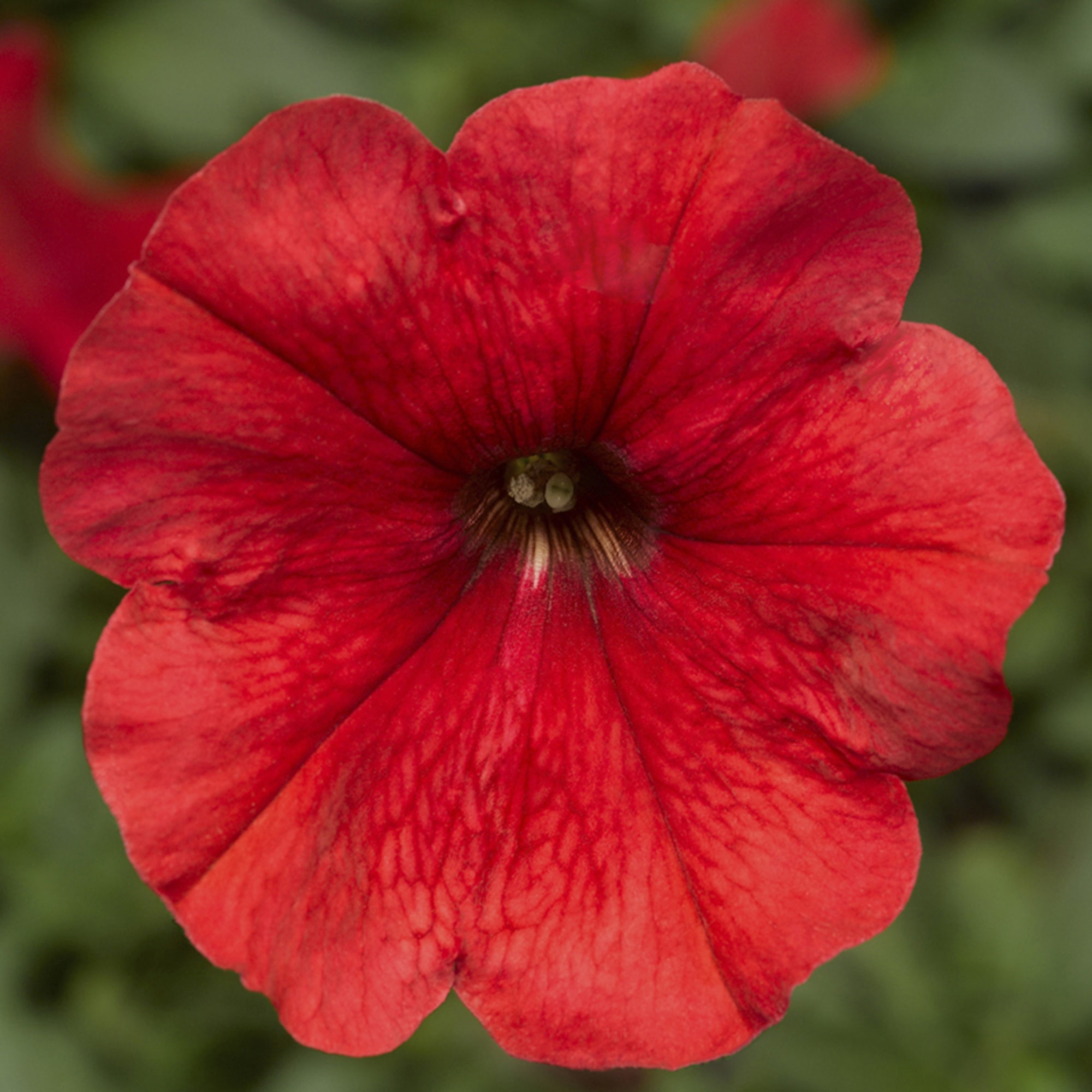 Damask® Red | Syngenta Flowers