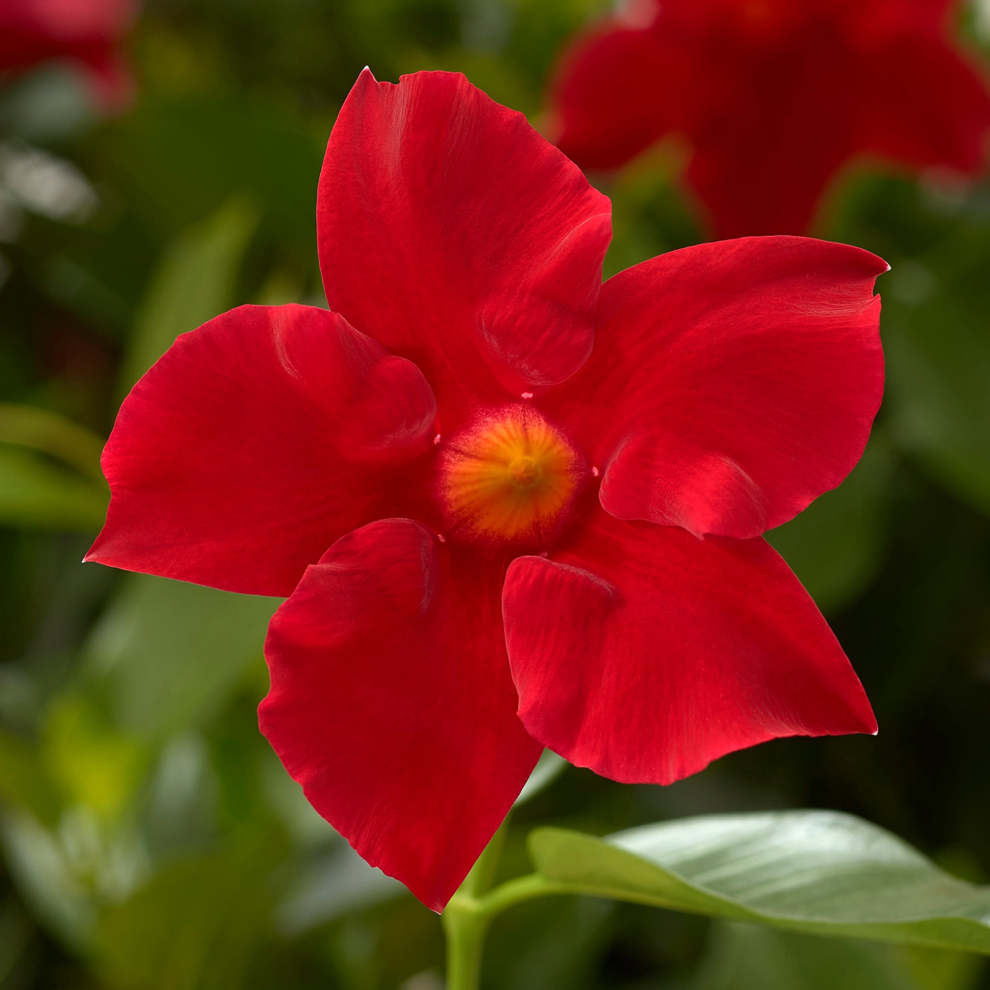Rio® Grande Scarlet | Syngenta Flowers
