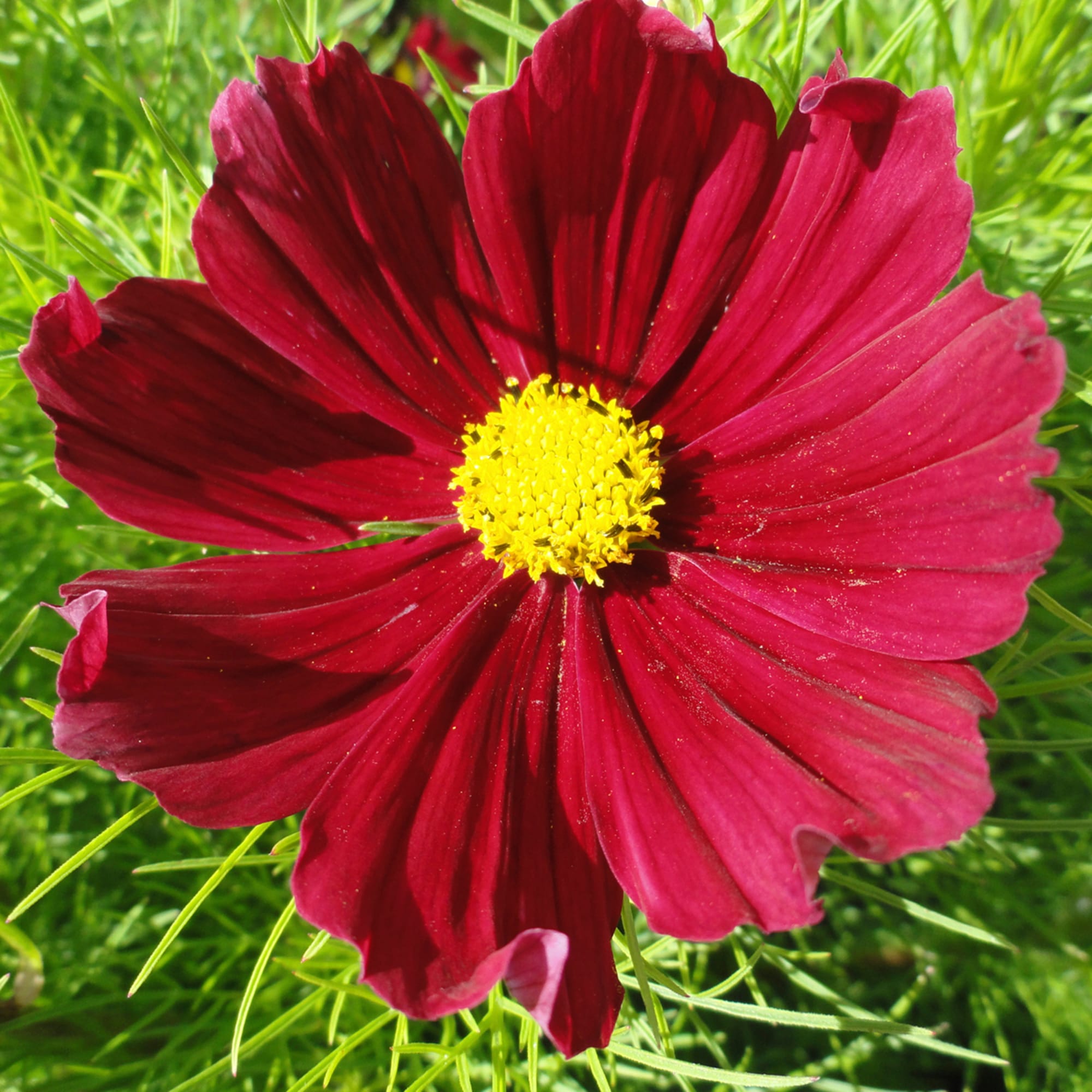 Casanova Red | Syngenta Flowers