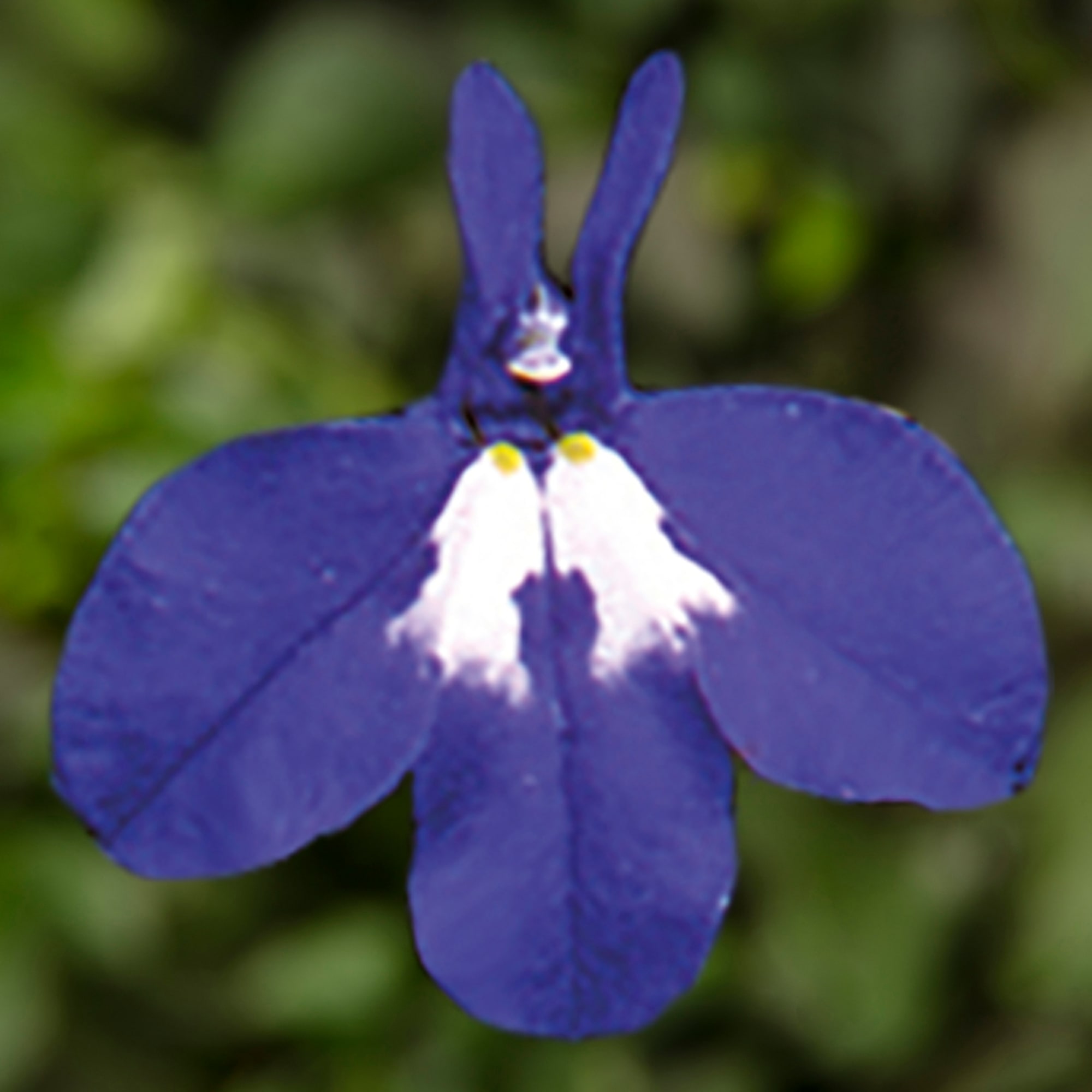 Sapphire Imp. | Syngenta Flowers