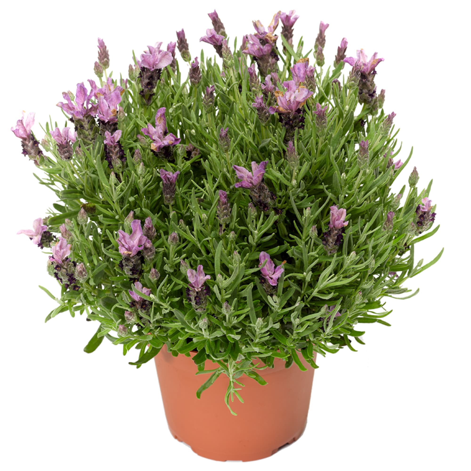 Violeta Purple XL | Syngenta Flowers