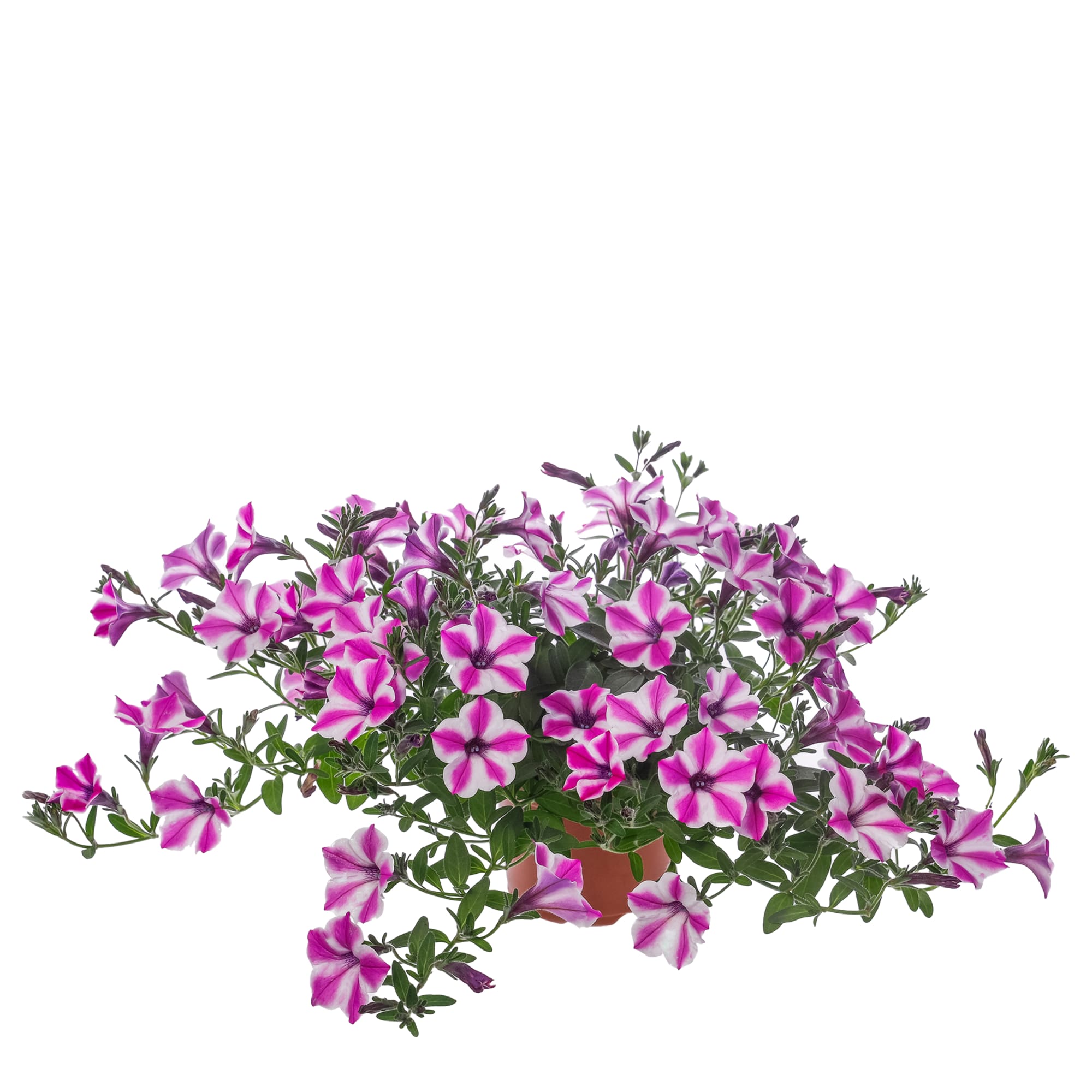 Dekko Pinwheel Purple | Syngenta Flowers