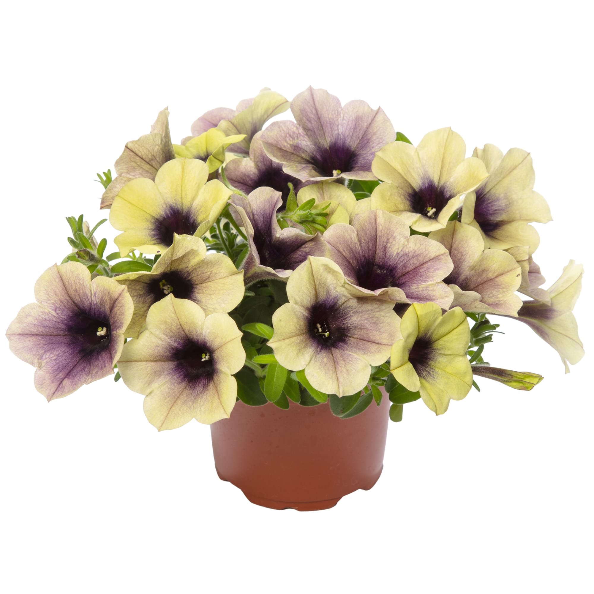 Sanguna® Total Eclipse | Syngenta Flowers