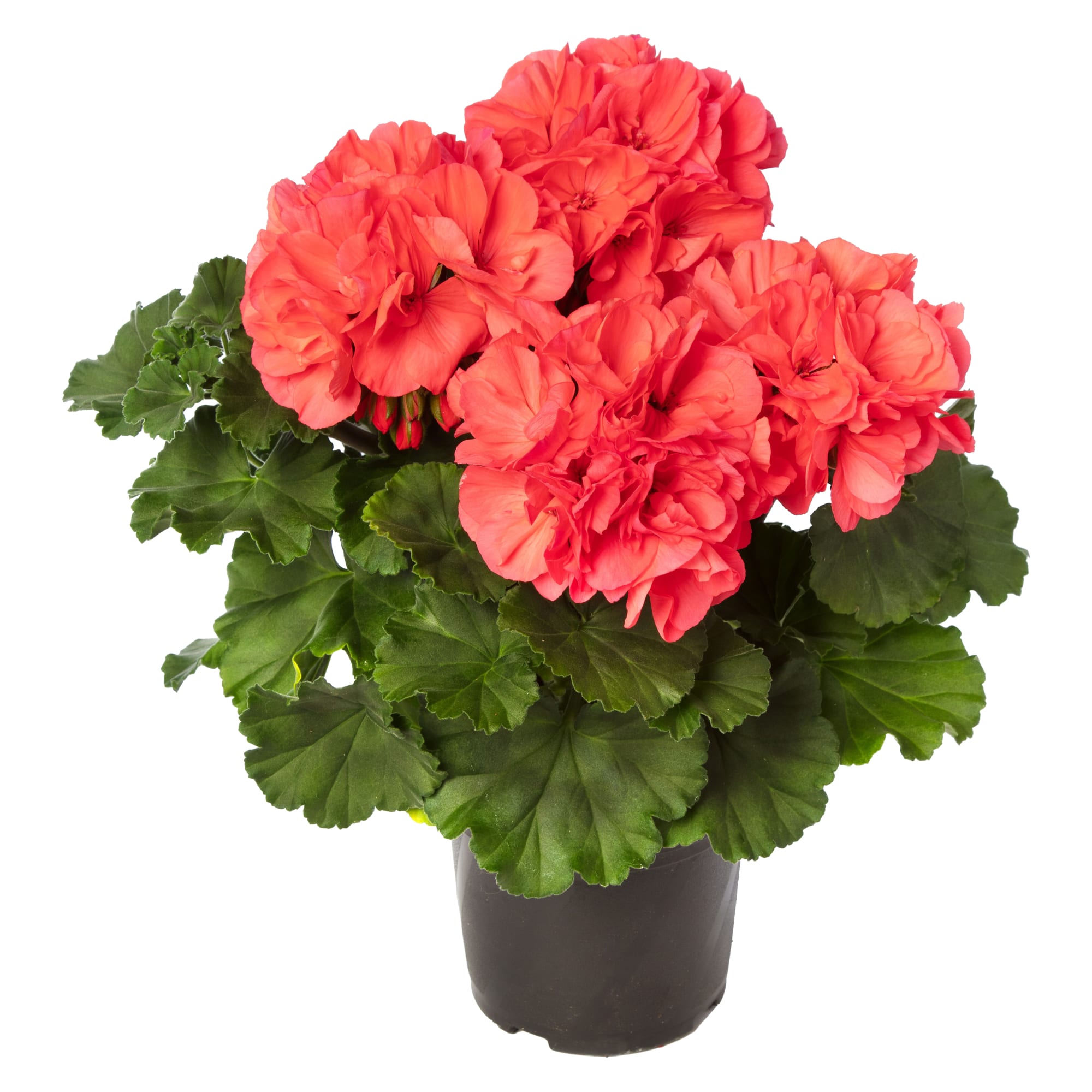 Mojo Salmon | Syngenta Flowers