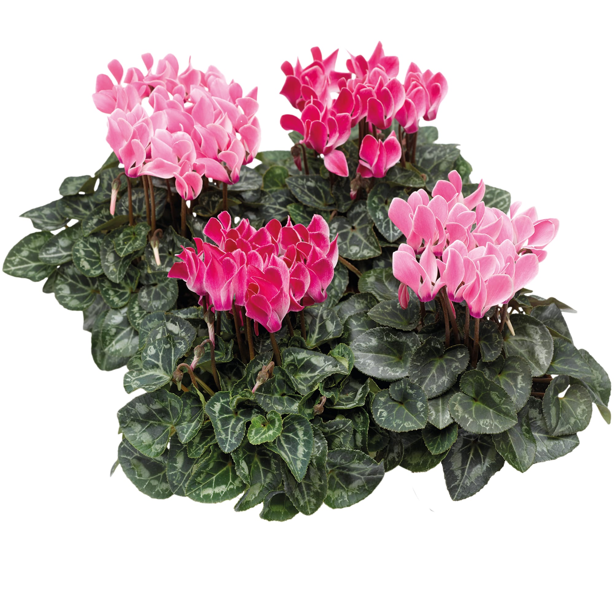 Facila Synchro Gevers DX | Syngenta Flowers