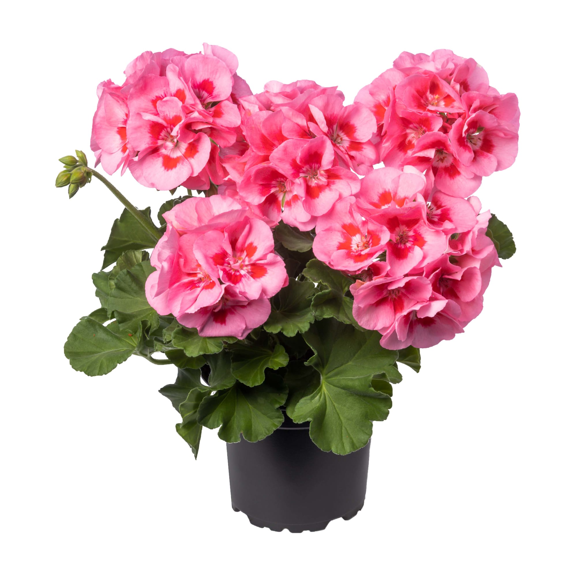 Calliope® M White Splash | Syngenta Flowers