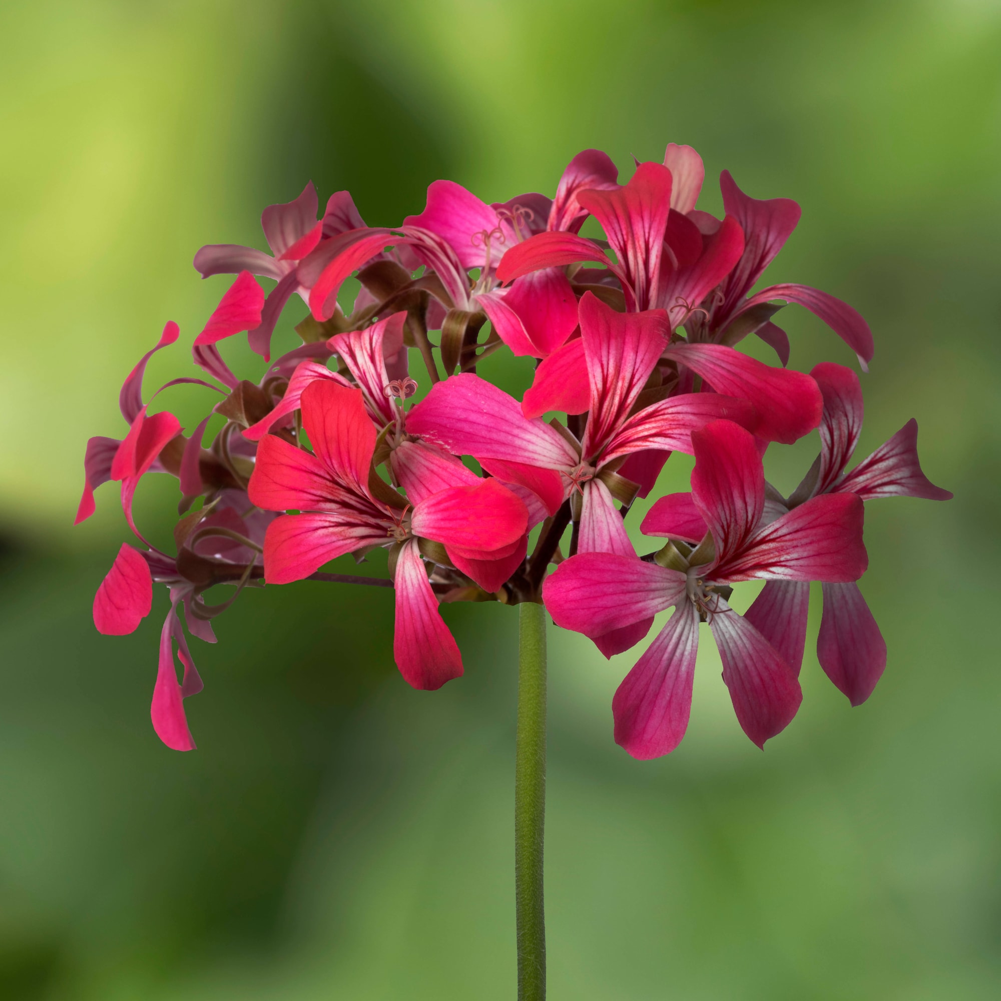 Cascade® Acapulco | Syngenta Flowers