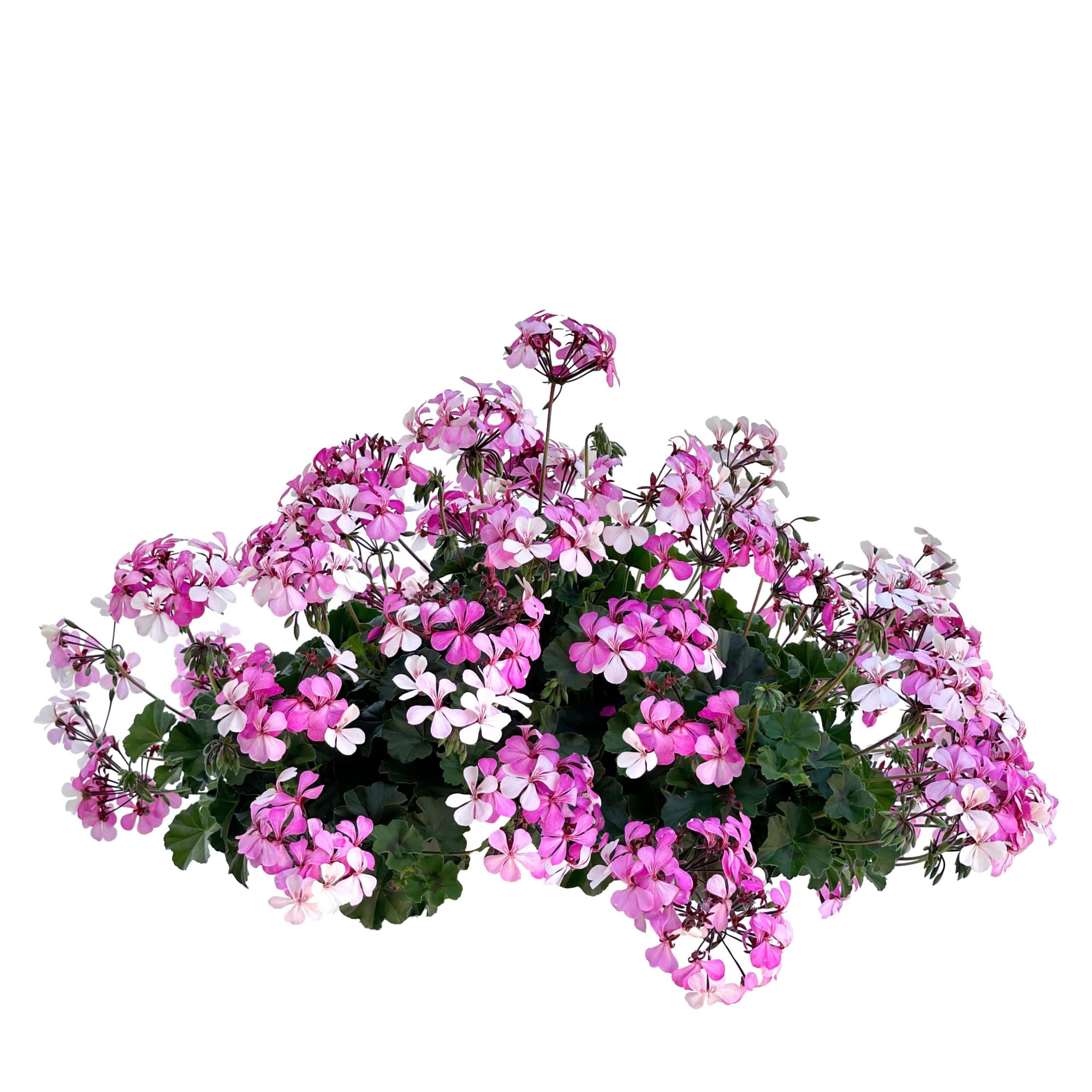 Calliope® Landscape Rock'n Rose | Syngenta Flowers