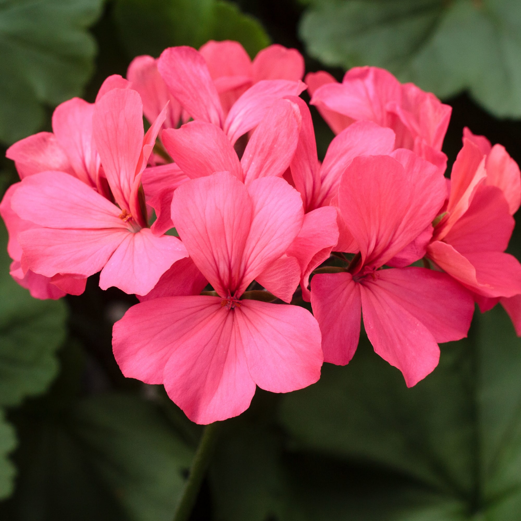 Calliope® Landscape Rose | Syngenta Flowers