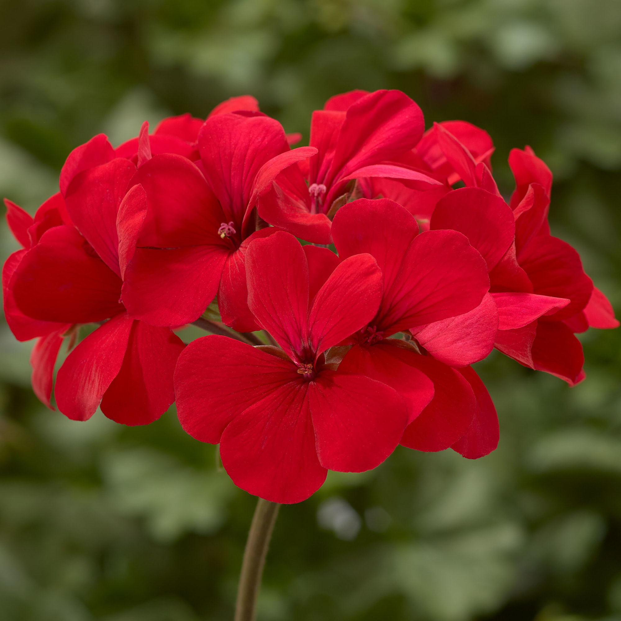 Calliope® Landscape Orange | Syngenta Flowers