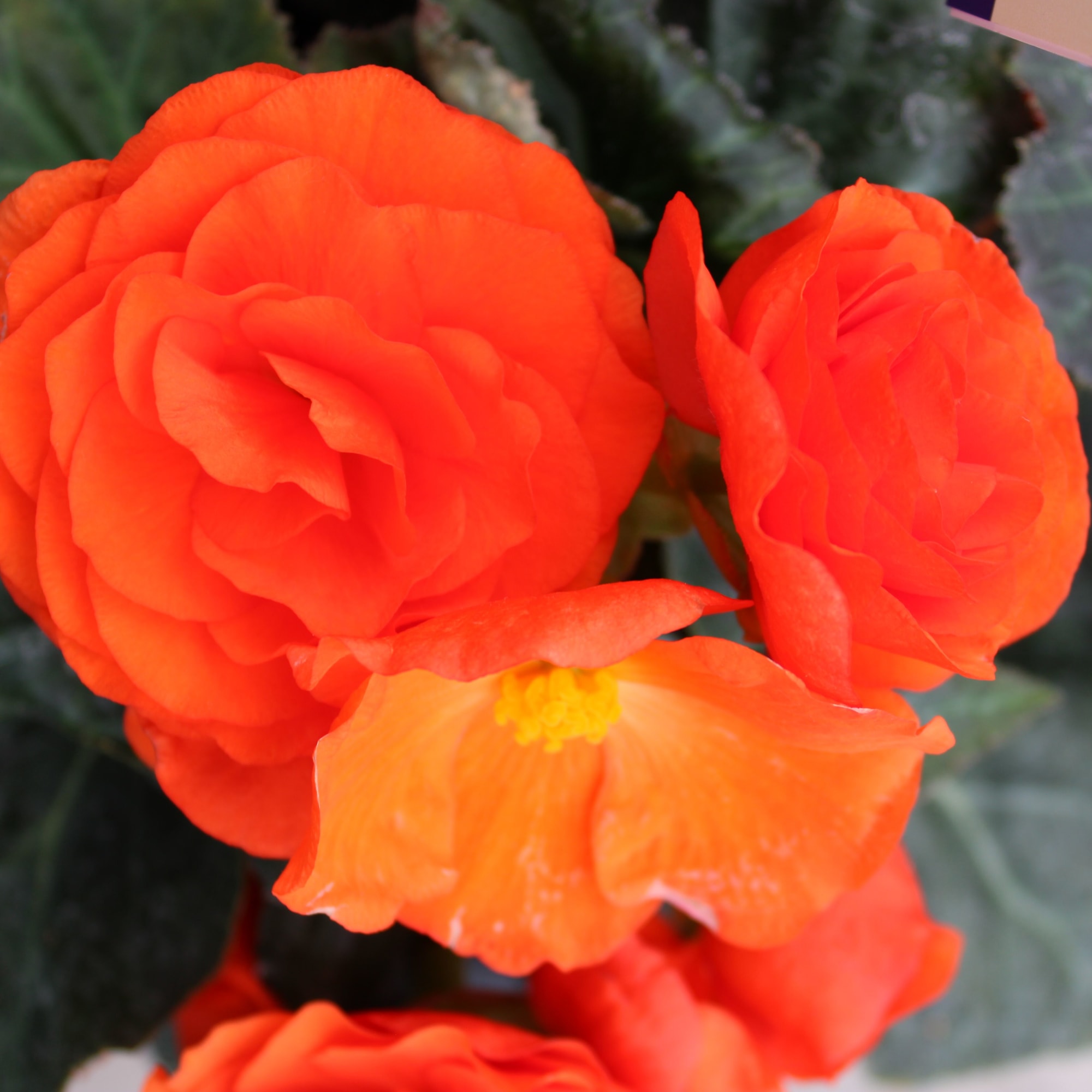 Limitless® Orange | Syngenta Flowers