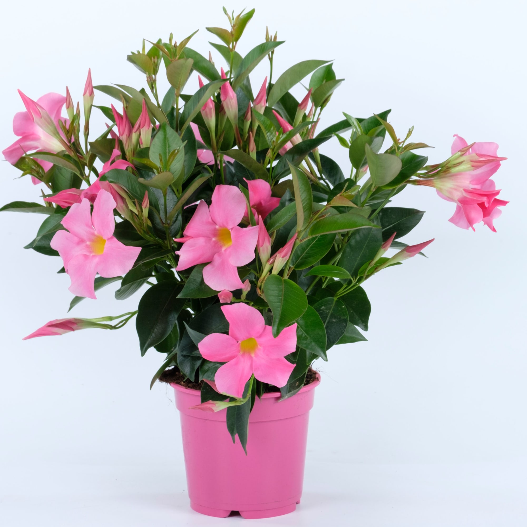 Rio Flowers
