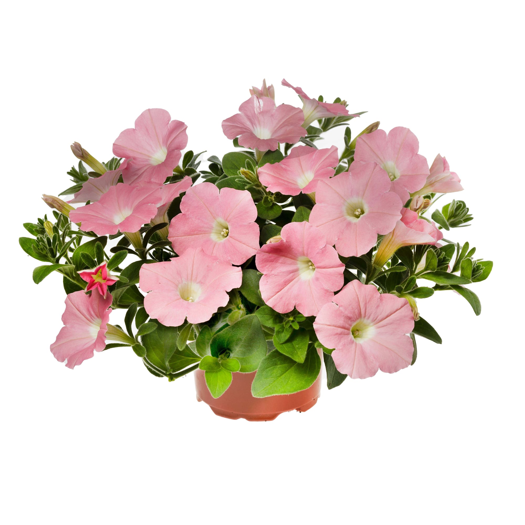 Dekko Bright Pink | Syngenta Flowers