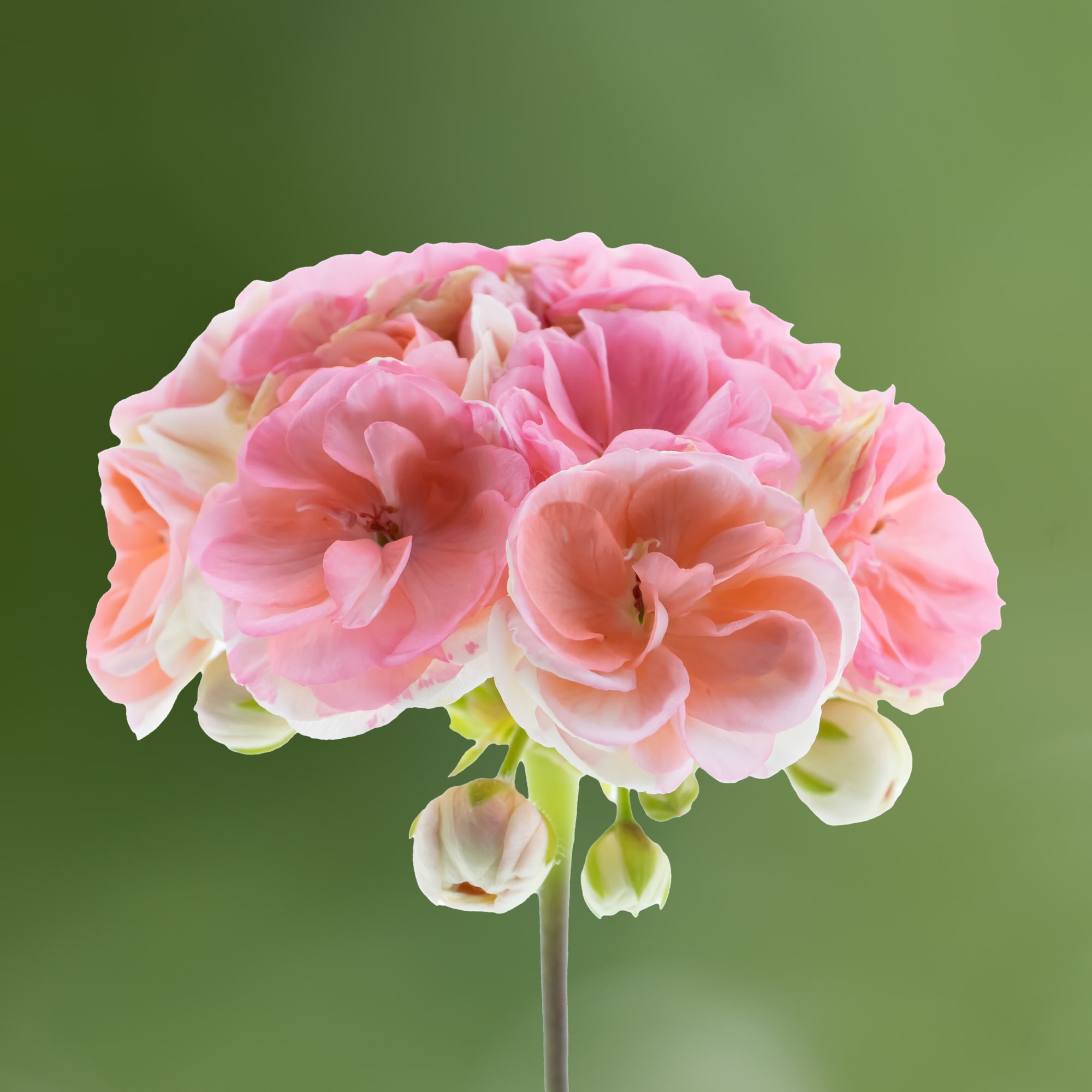 Rosebud Astrid | Syngenta Flowers