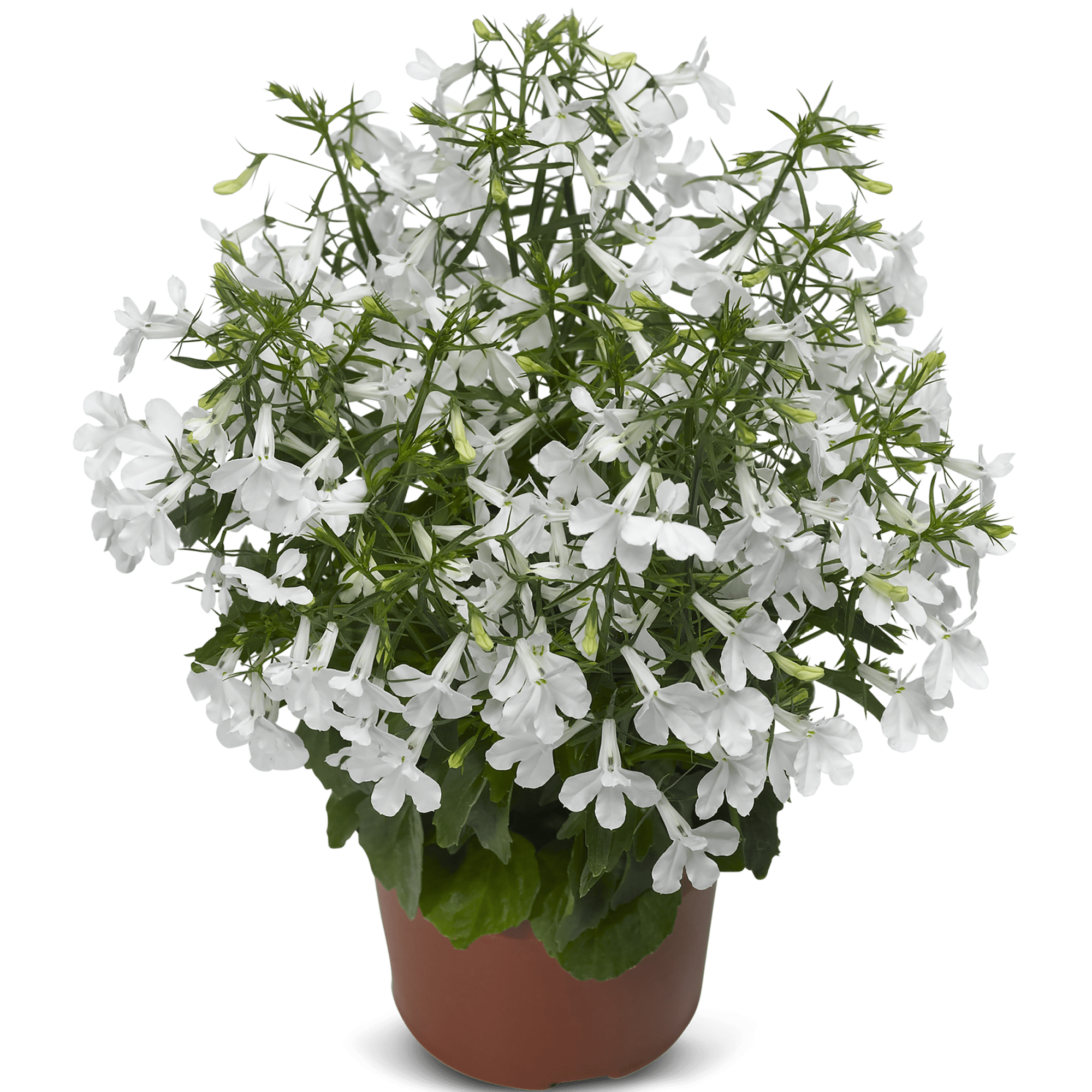 Lobelia White