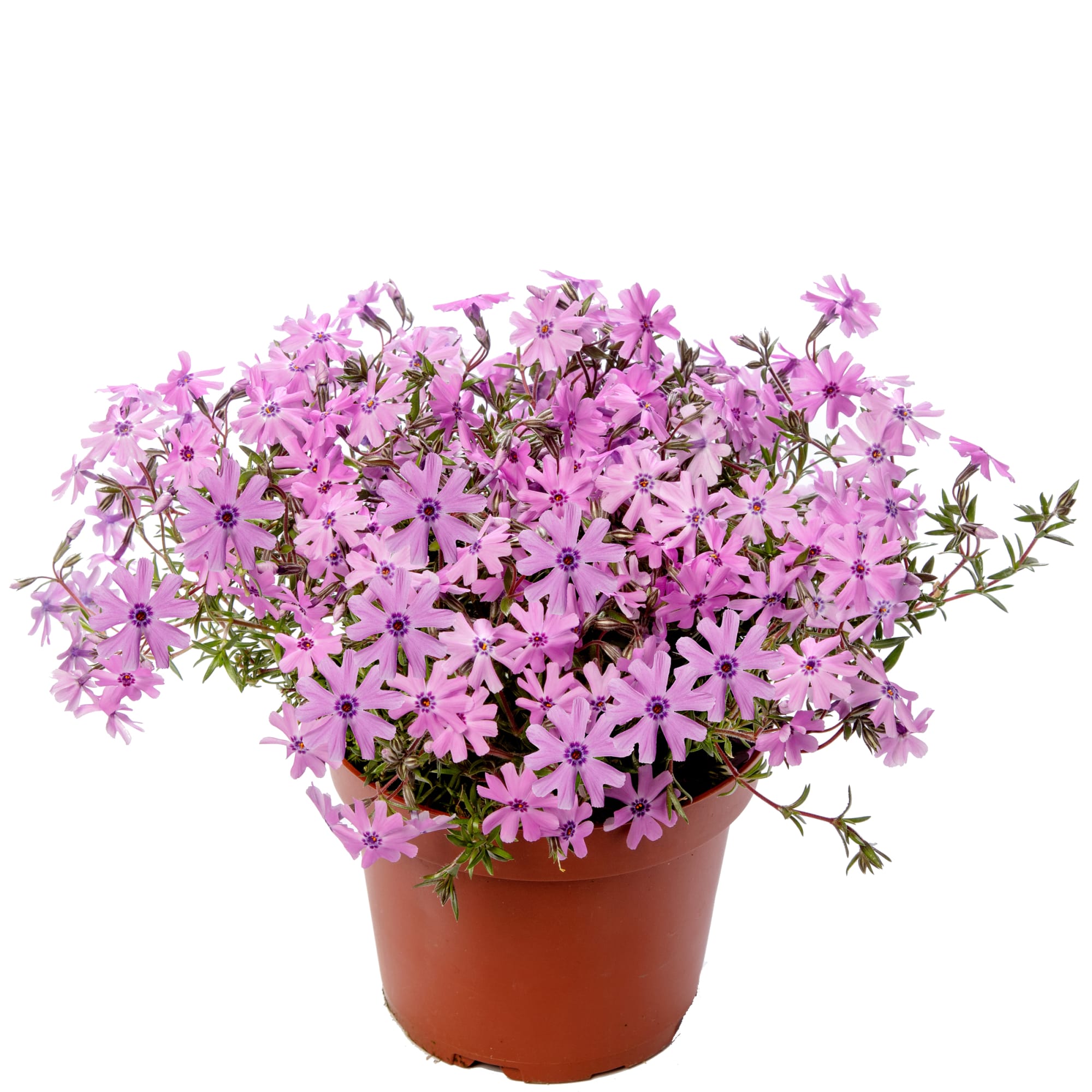 Phlox Subulata Fort Hill