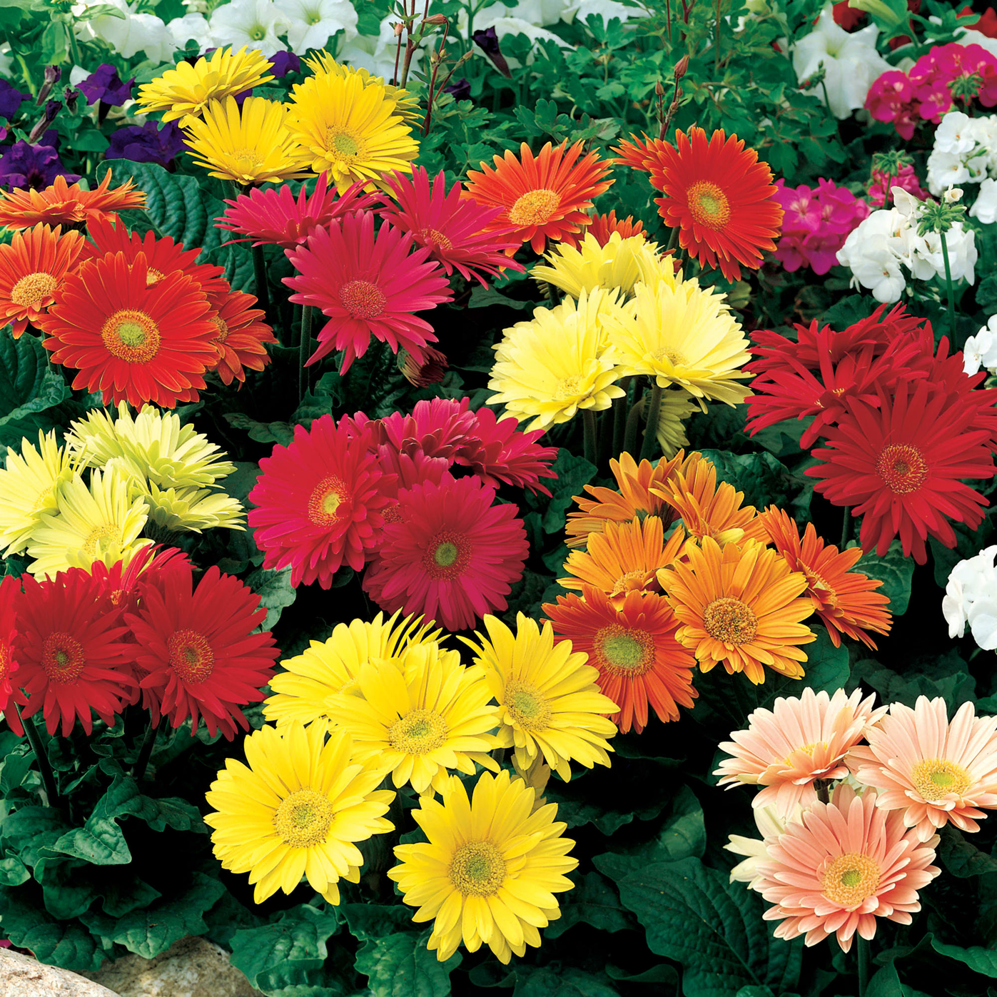 Jaguar Unimix | Syngenta Flowers