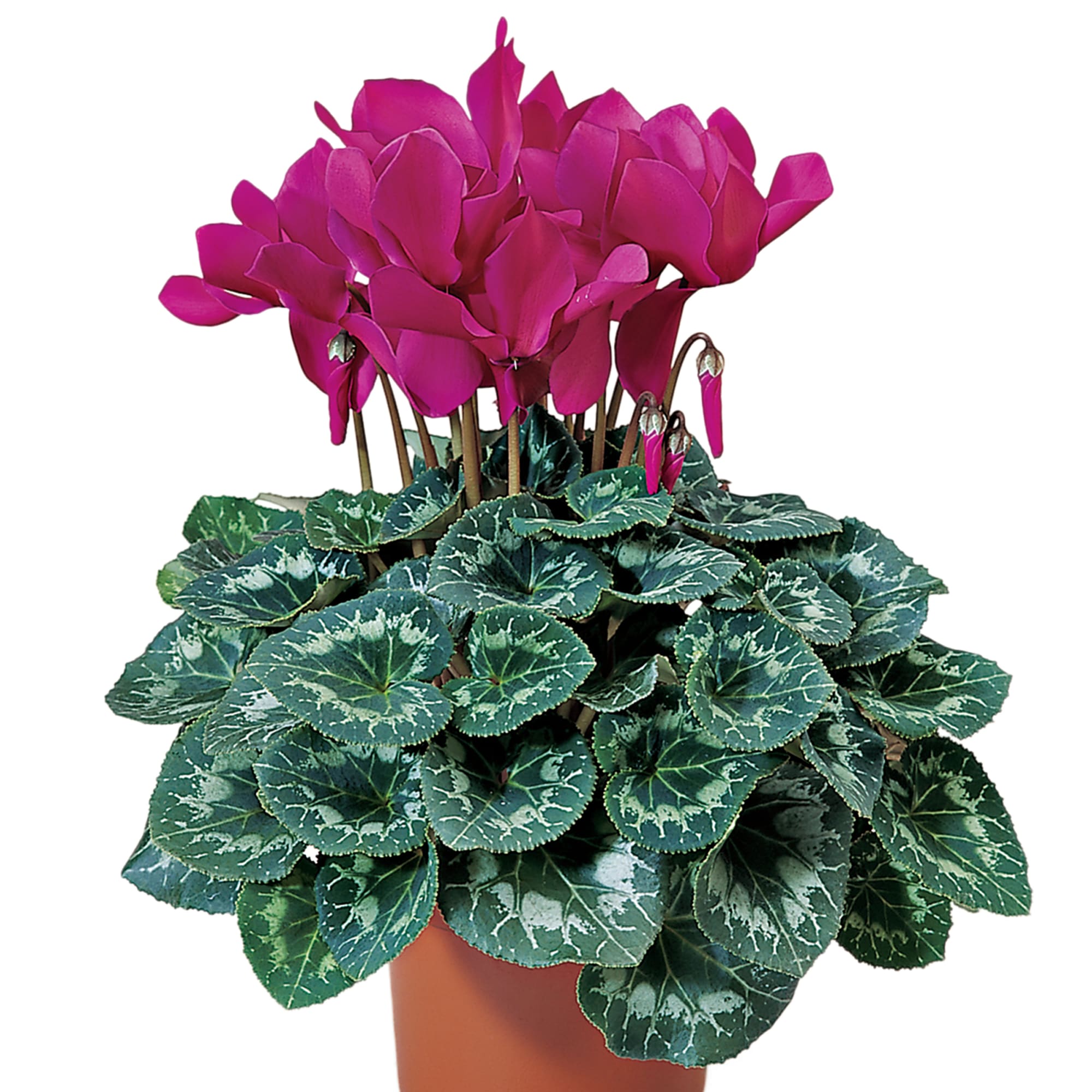 Sierra Purple | Syngenta Flowers