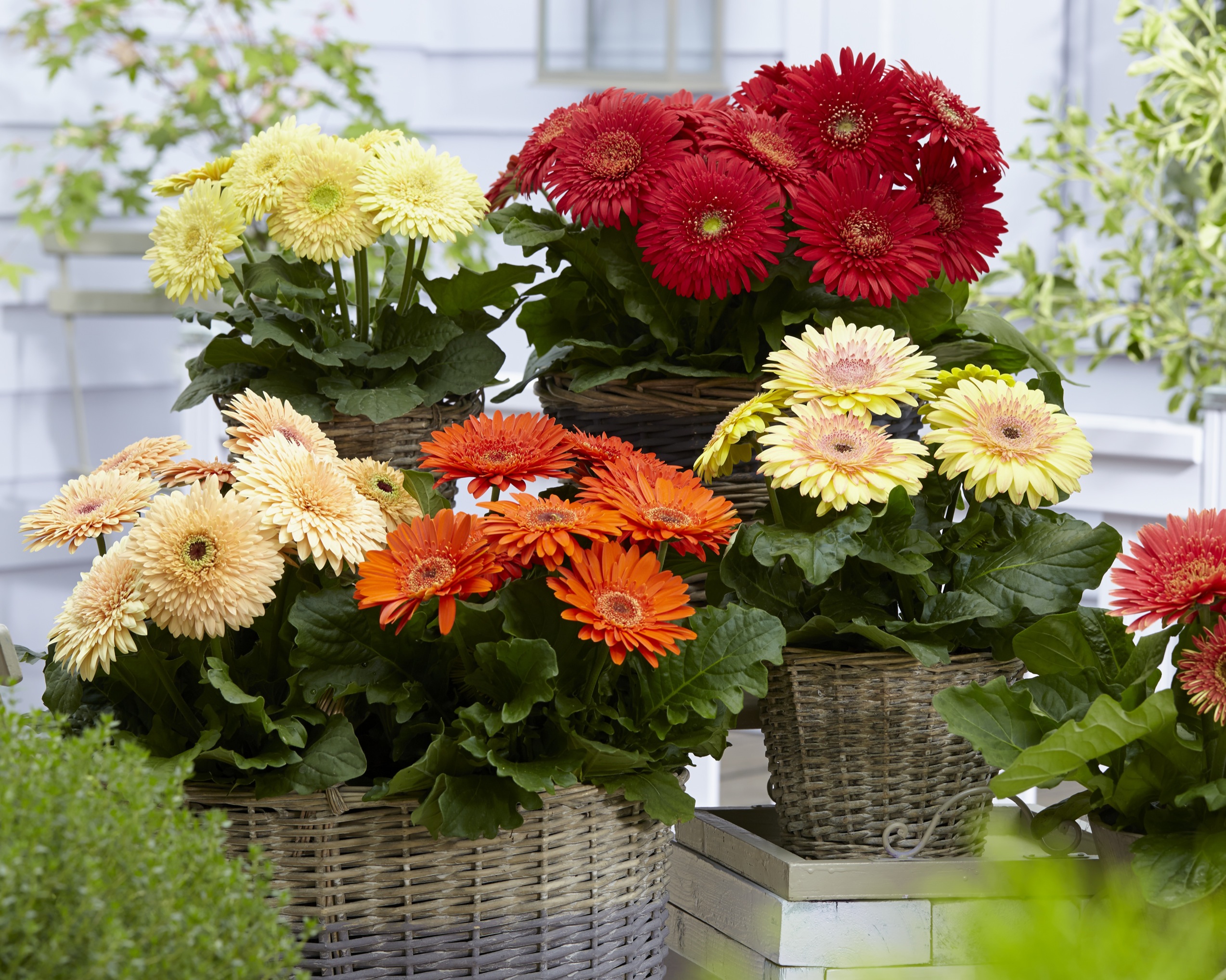 Gerbera Flower Cultivation In India | Best Flower Site