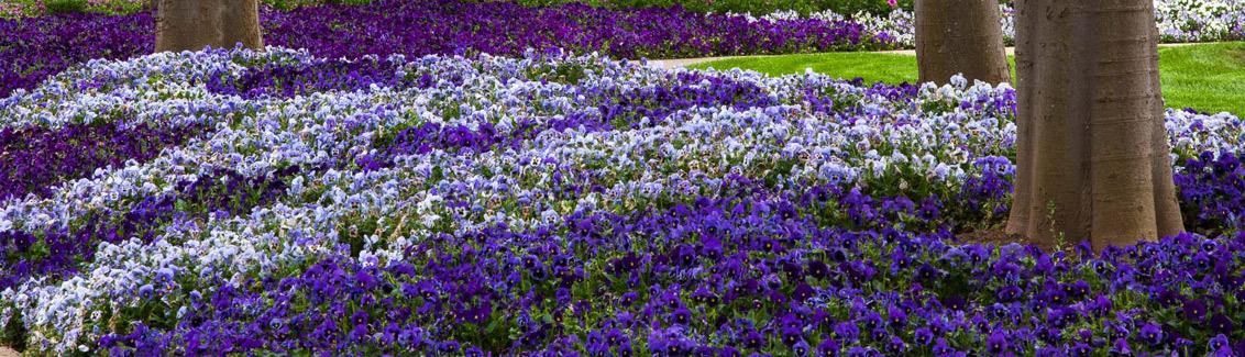 APAC | Syngenta Flowers