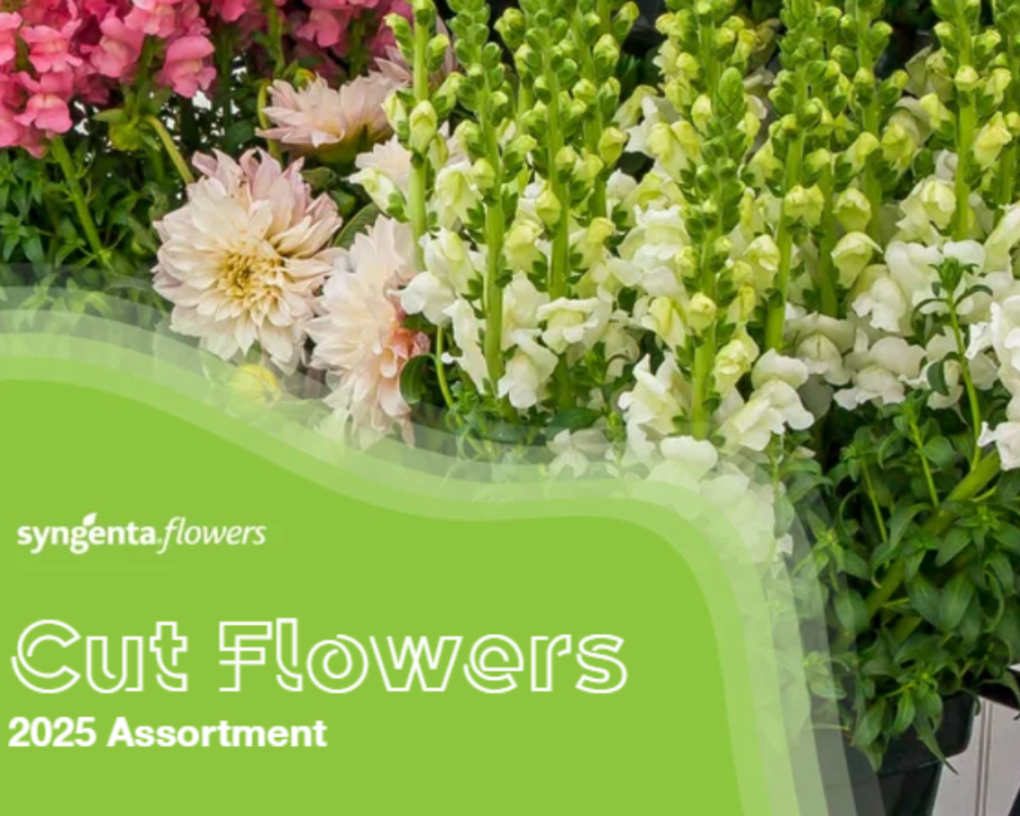 APAC | Syngenta Flowers