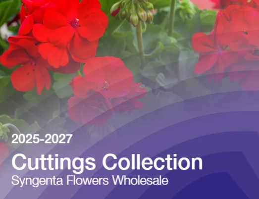 APAC | Syngenta Flowers